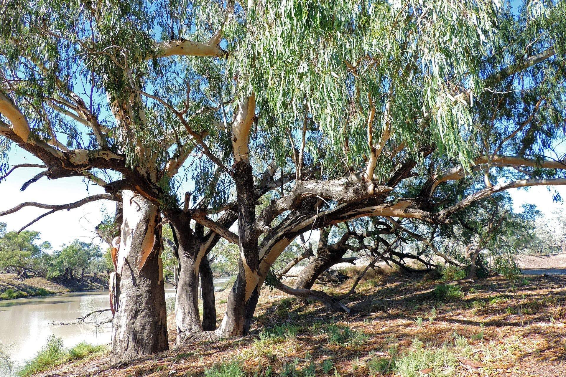 Bourke Fishing Reserve | Back O' Bourke - Official Tourism Website