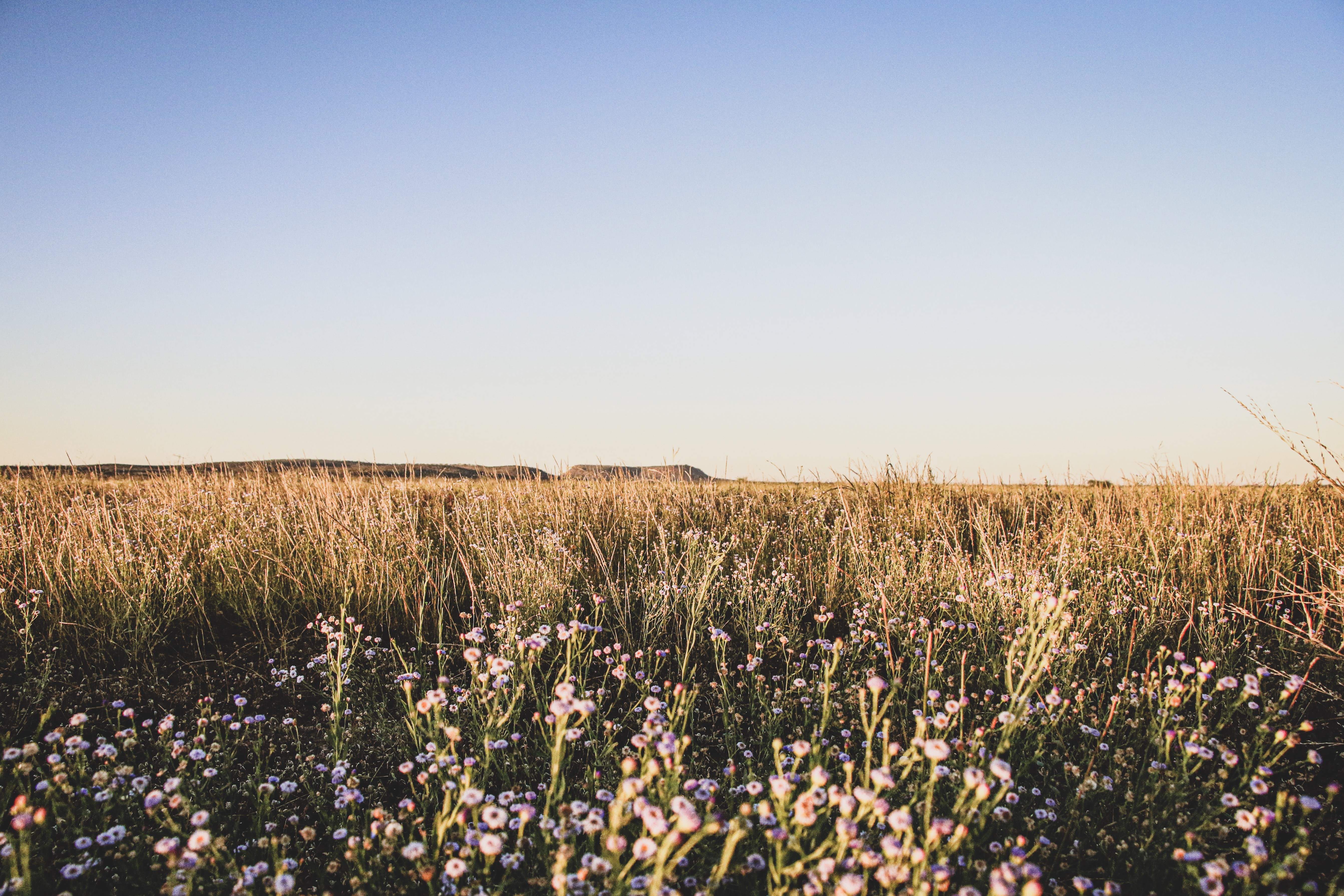 'WILDFLOWERS, SANDHILLS,… | Back O' Bourke - Official Tourism Website
