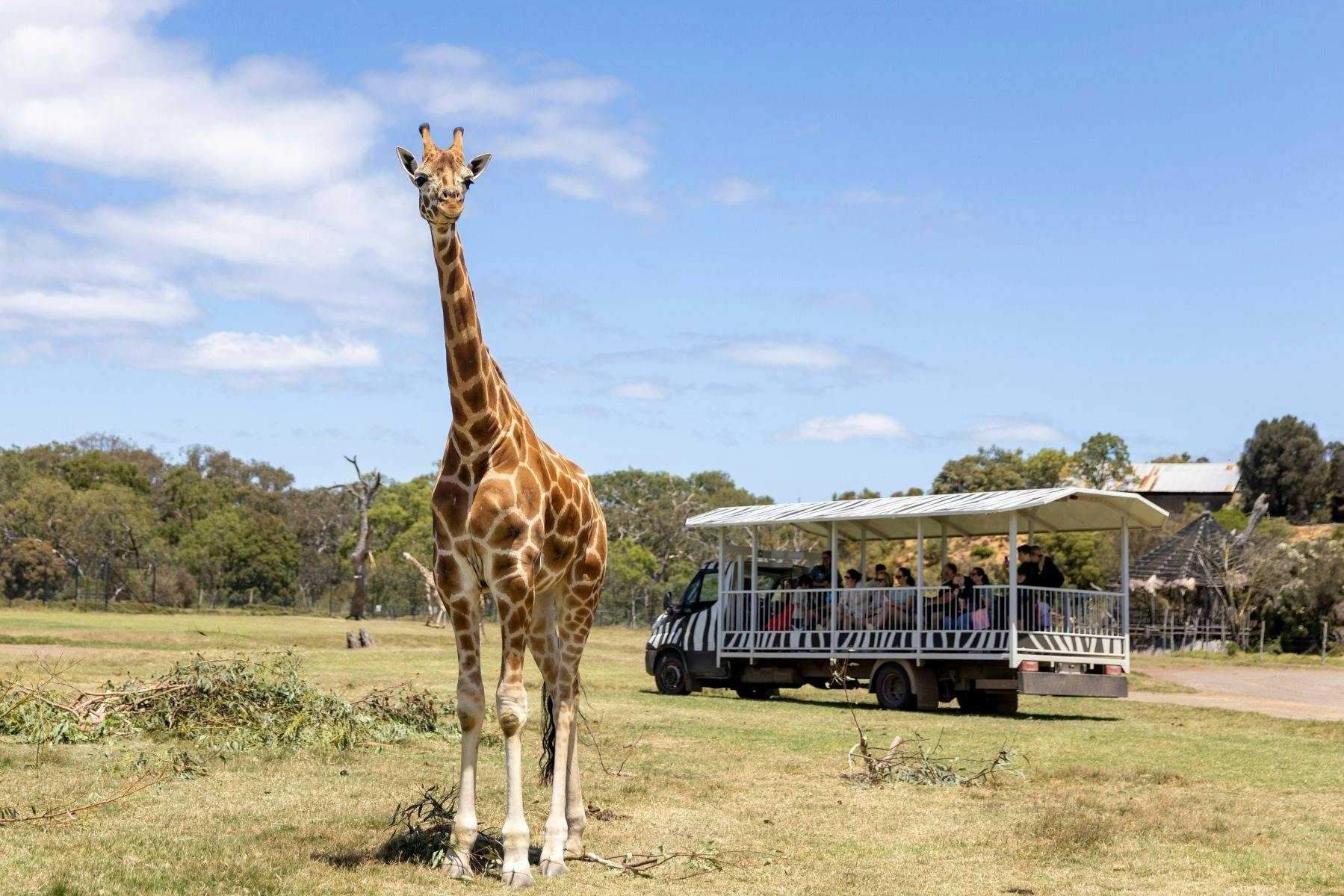 Deluxe Safari Adventure | Visit Geelong and The Bellarine