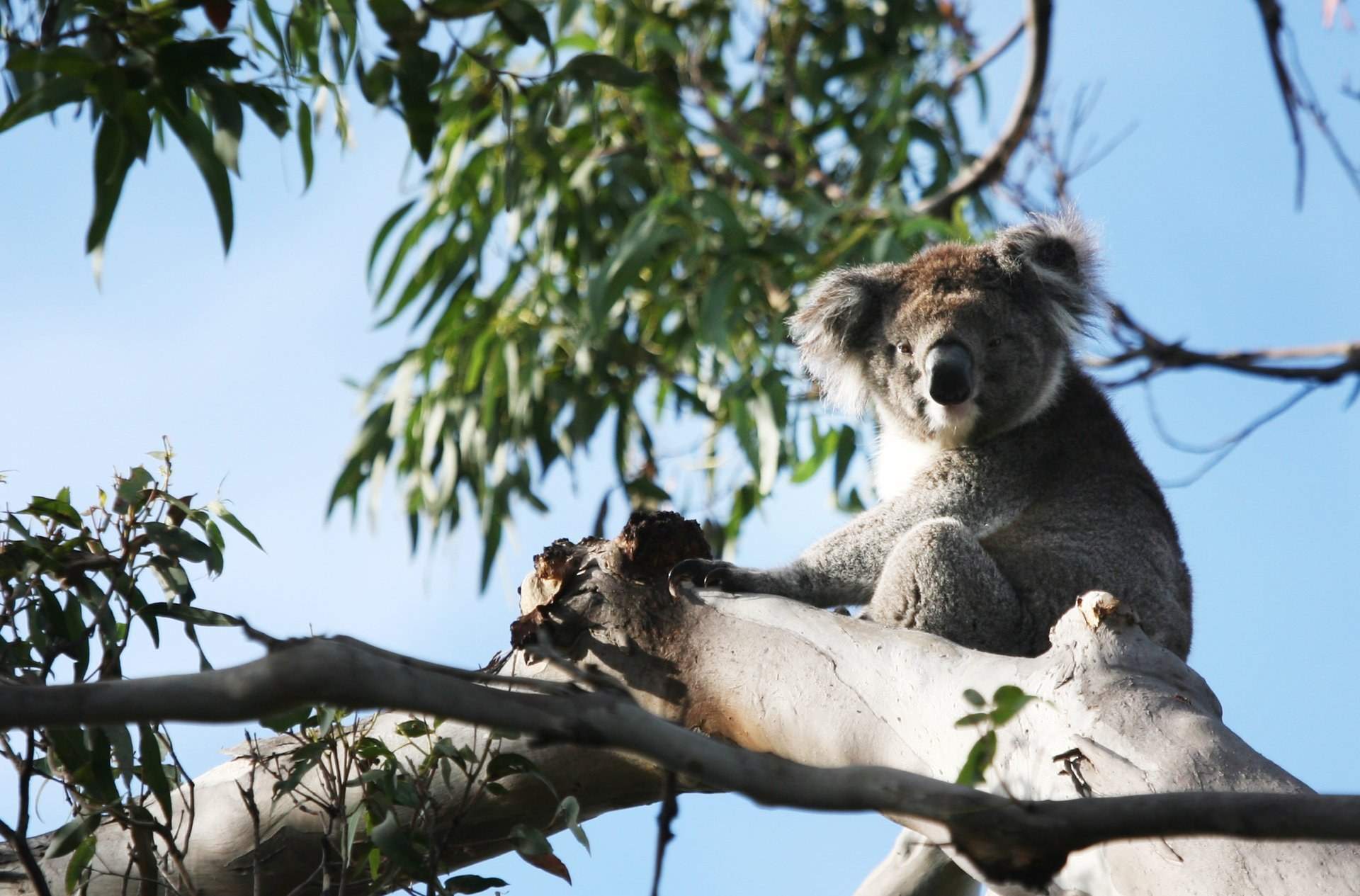 Explore the nature and wildlife in… | Visit Geelong and The Bellarine