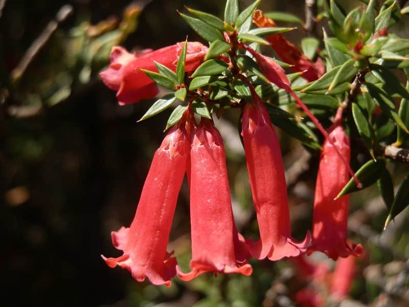 Flower Power season in the Grampians | Visit Grampians
