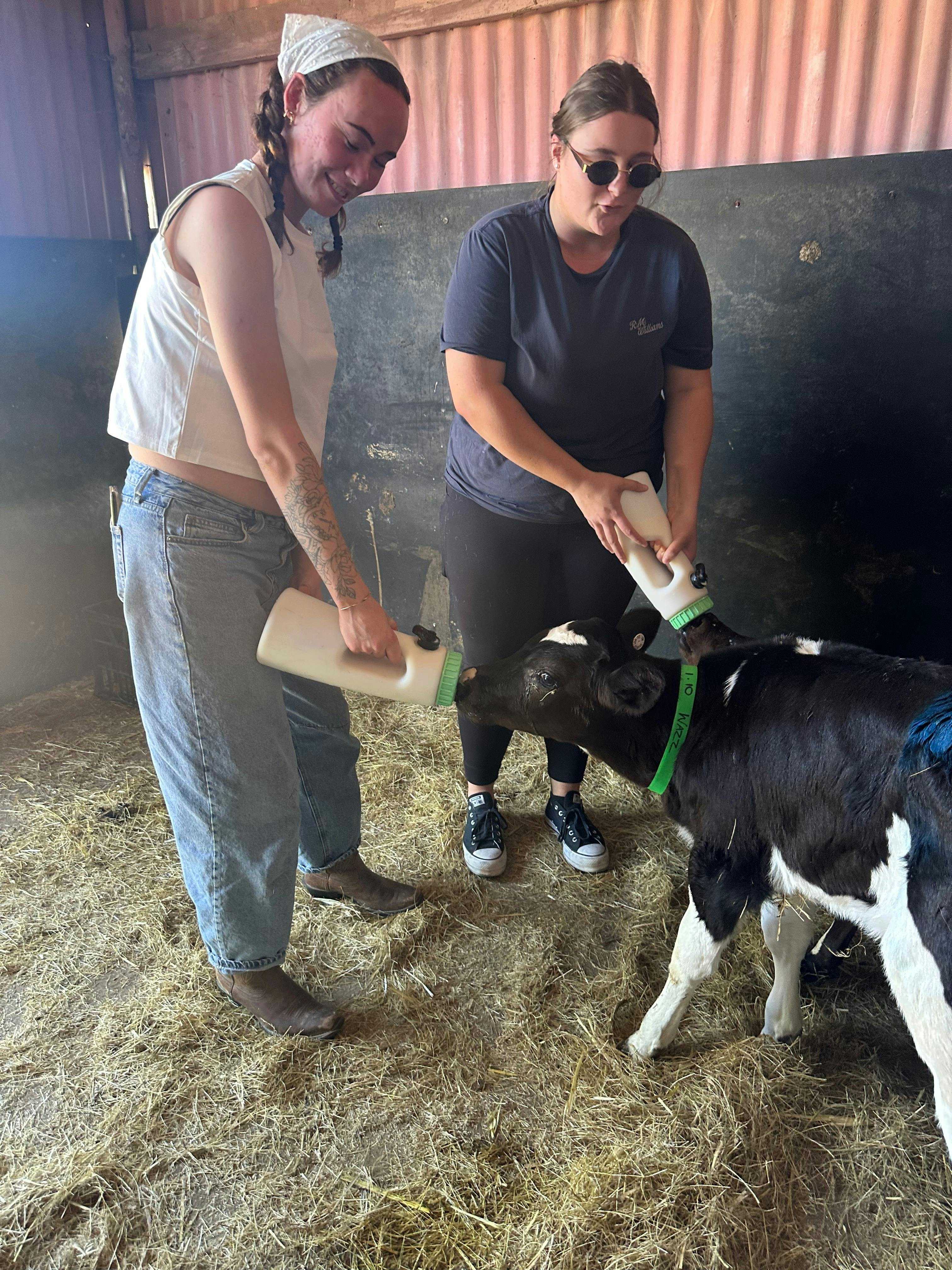 Raising Baby Moos | Visit Mudgee Region