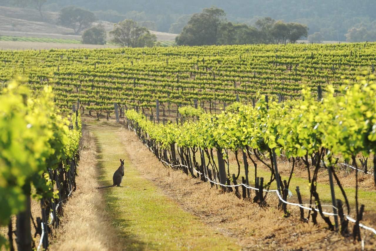 Visit Mudgee Region | A Chardonnay Journey: Mudgee’s Pioneering Role