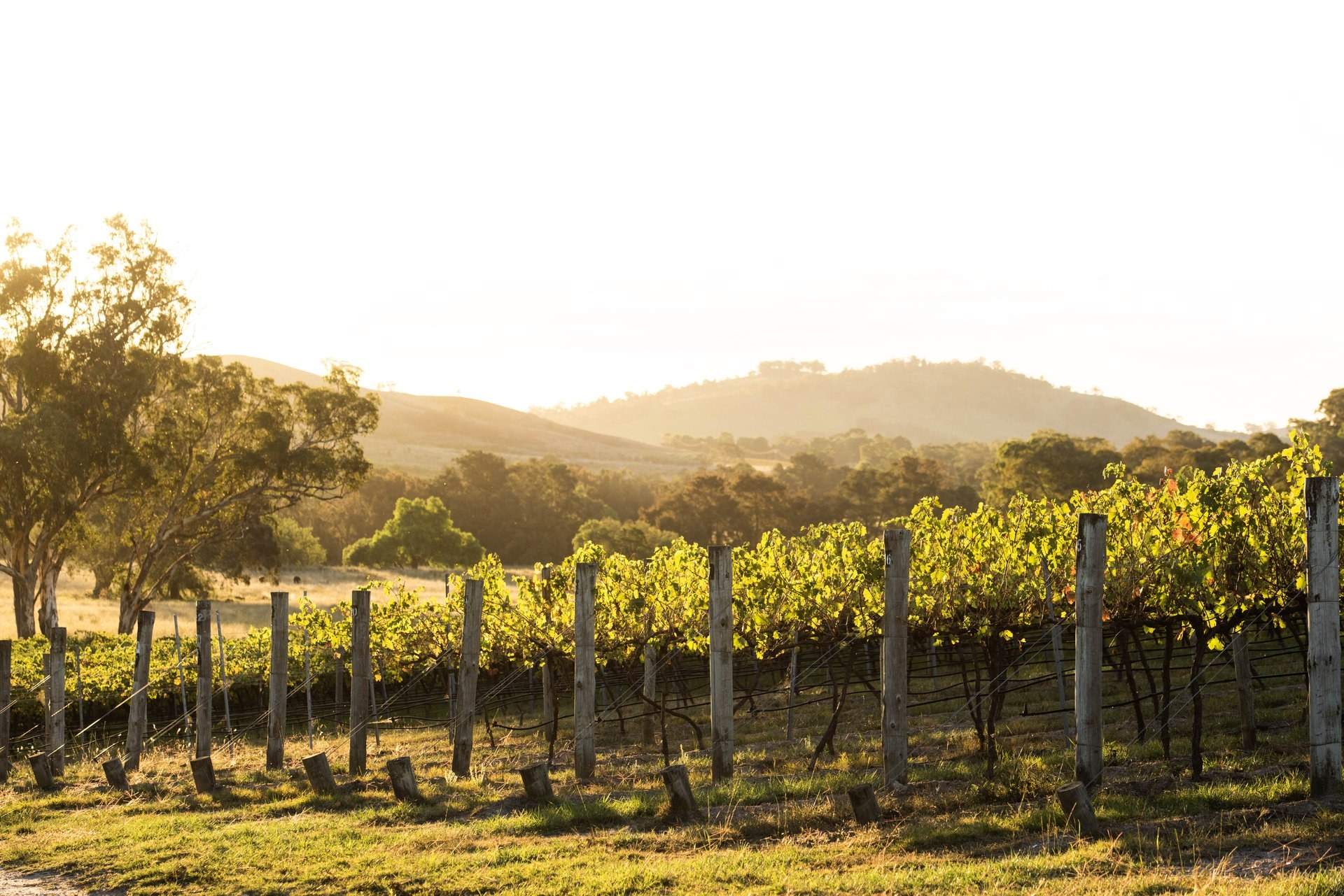 Visit Mudgee Region | Parklands Resort: a Mudgee destination for all