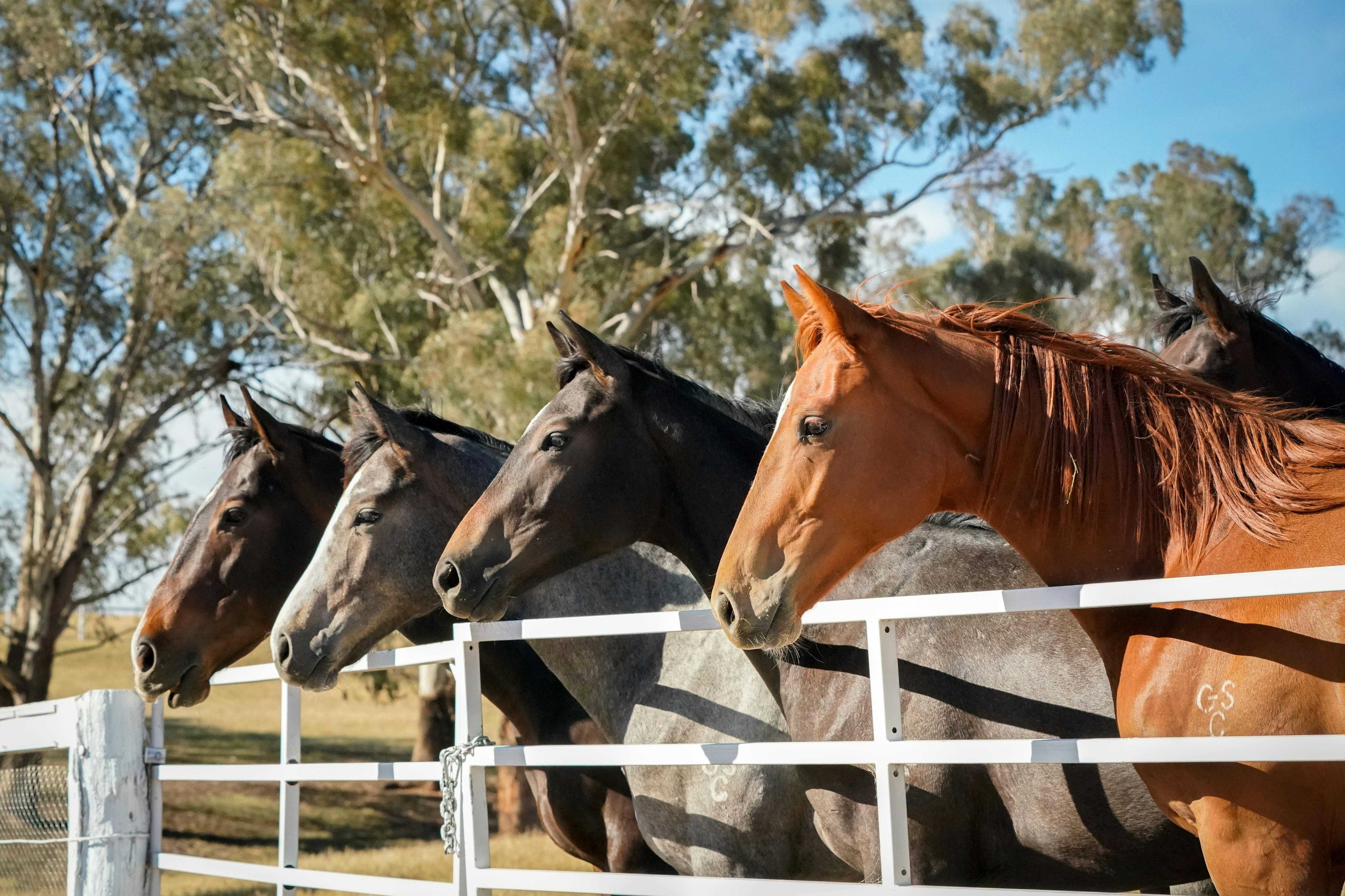 Gooree Park Stud Tours | Visit Mudgee Region