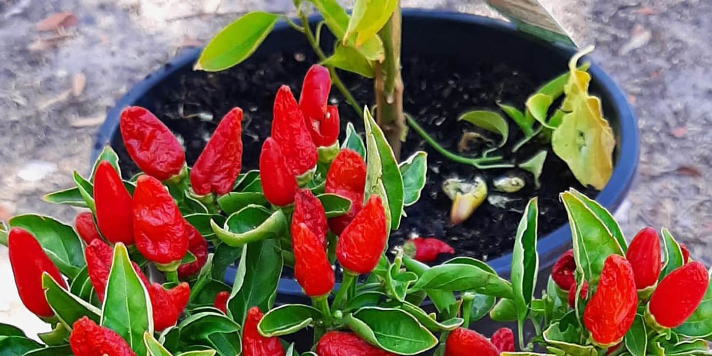 Swan Valley Chillies | Swan Valley