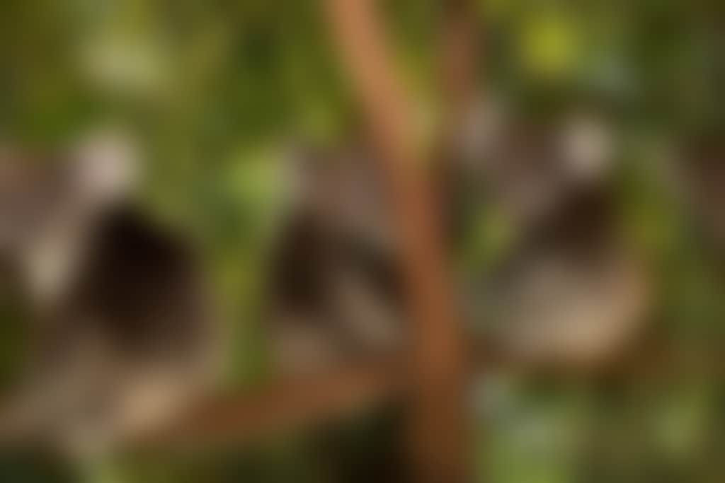 Caversham Wildlife Park | Swan Valley