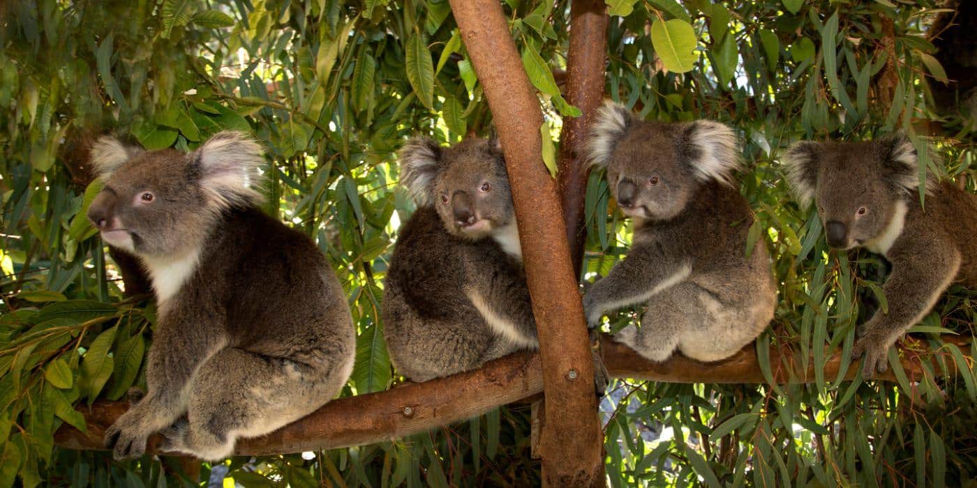 Caversham Wildlife Park | Swan Valley